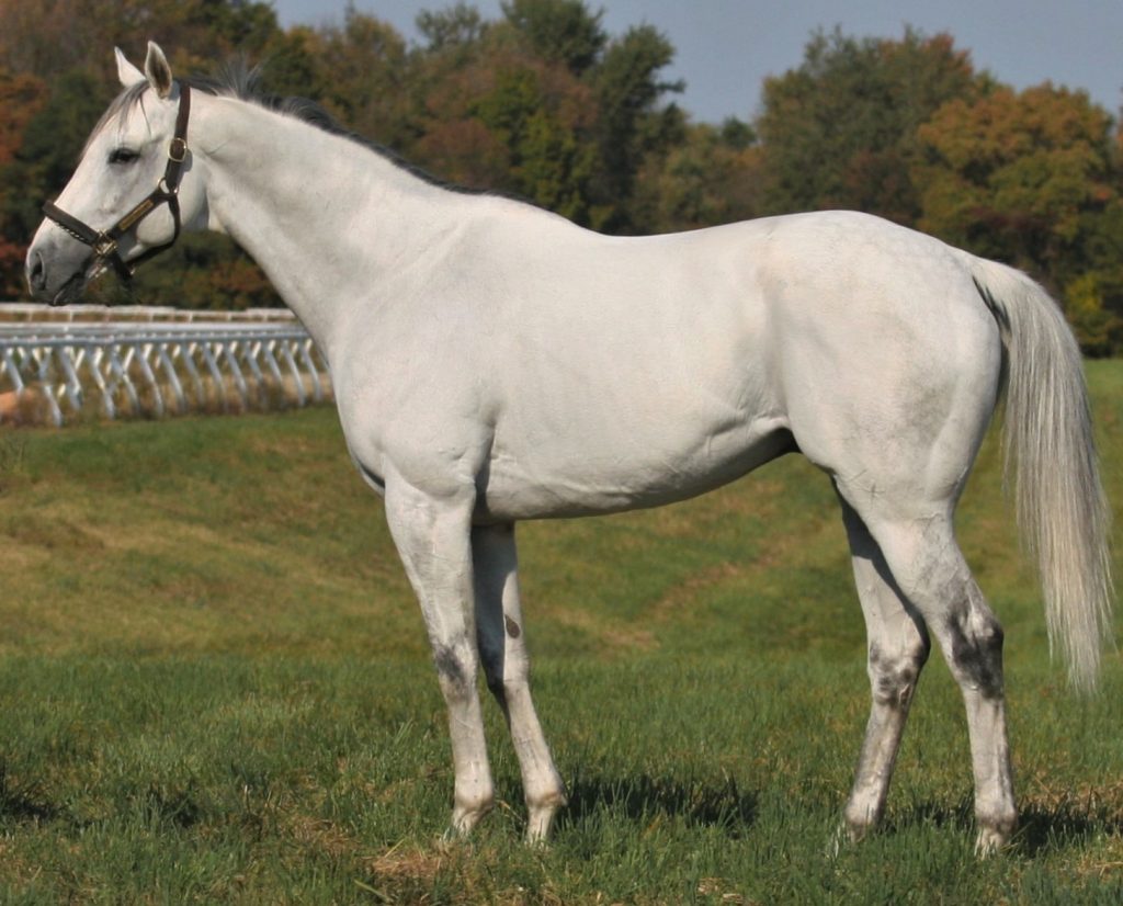 Stallions Archive - OTBO
